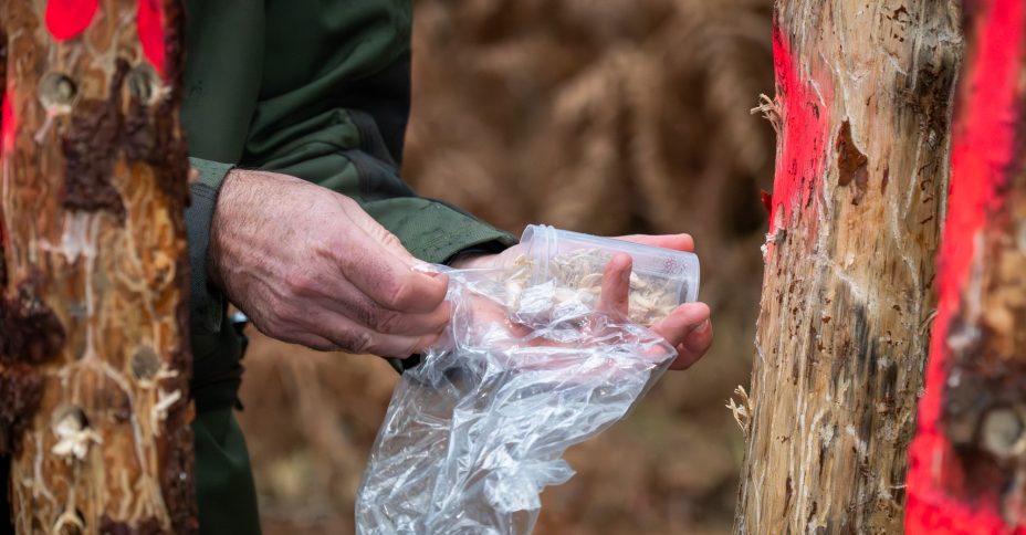 Nématode du pin : les sylviculteurs sonnent l’alerte